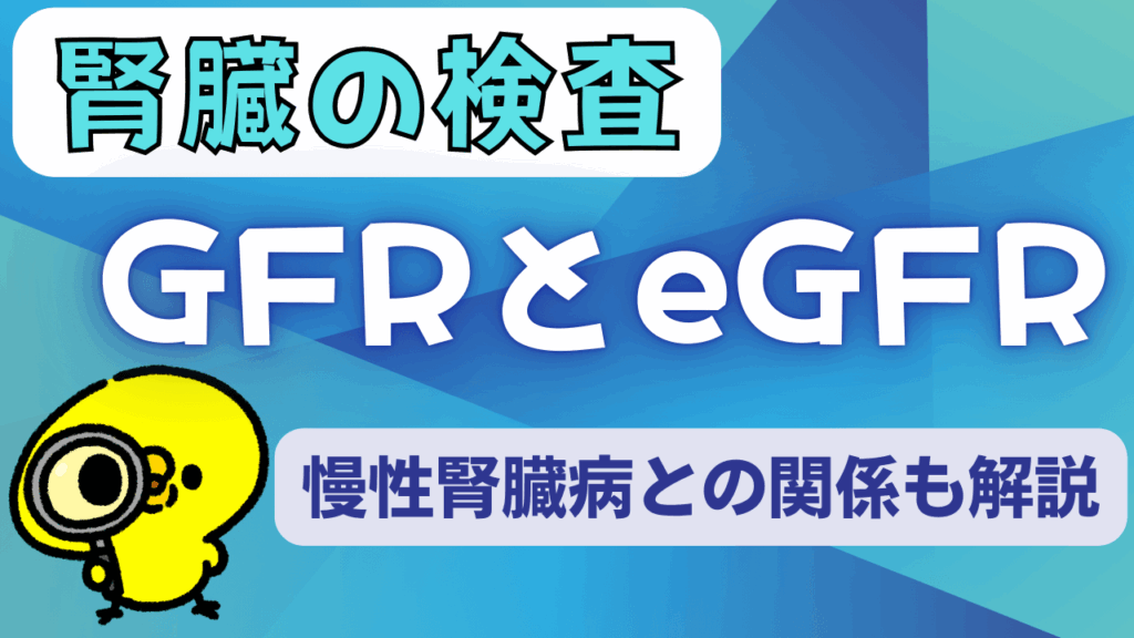 腎臓の検査のeGFRとは？GFRとの違いやCKDの関係をやさしく解説 | 臨床検査技師が教える病気と健康の相談所